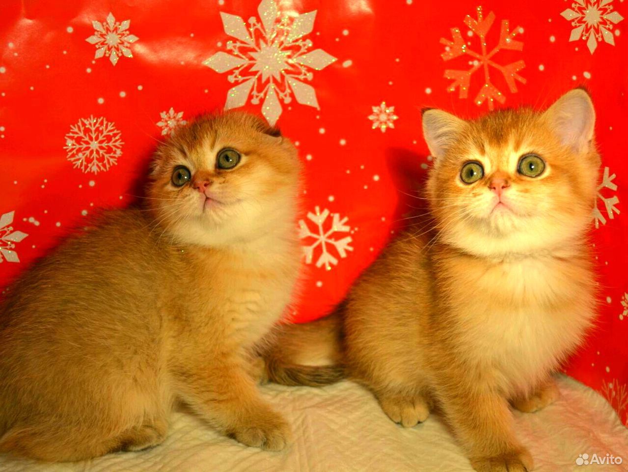 Супер Котята, Шотландцы,Золотые Шиншиллята с док-м