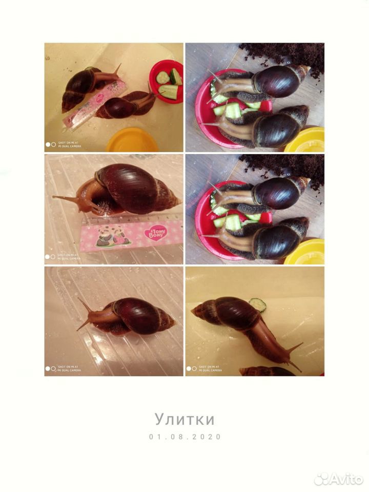 Улитки Ахатины