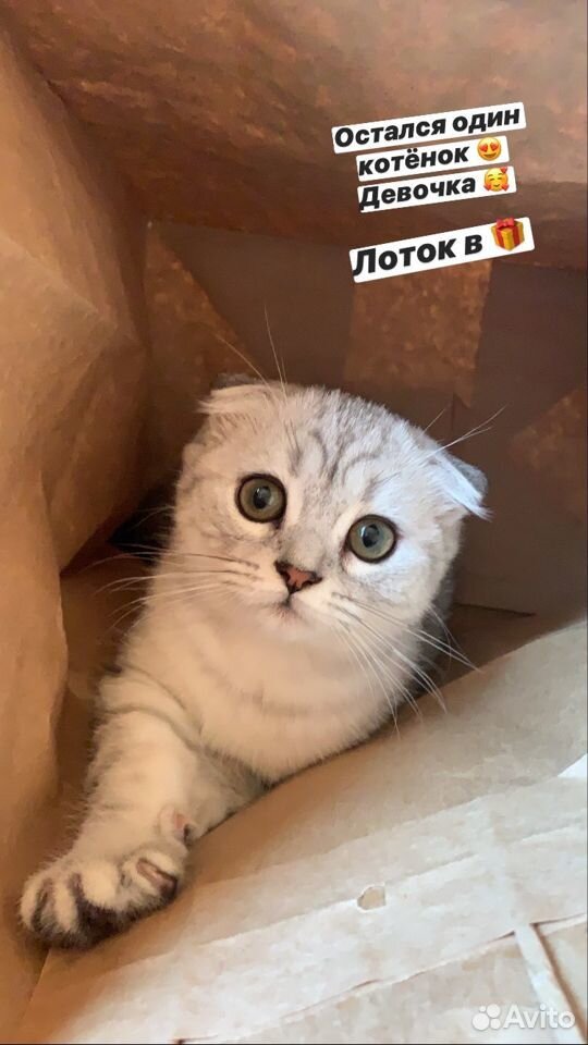 Шотландская