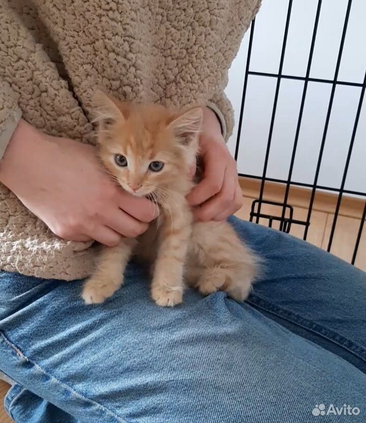 Рыжий котенок в добрые руки