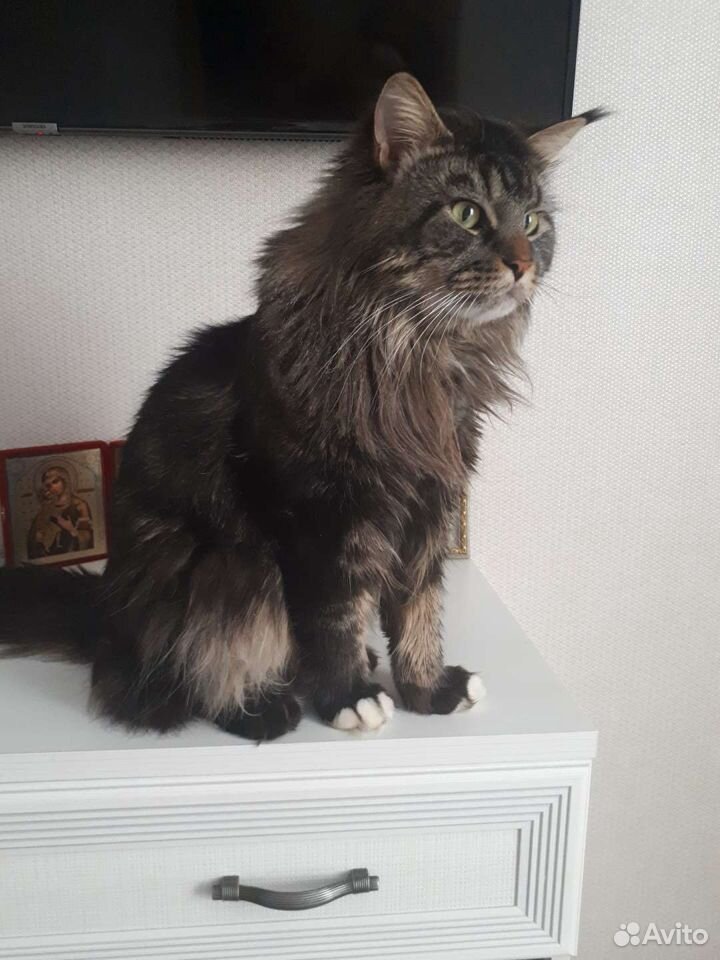 Кот