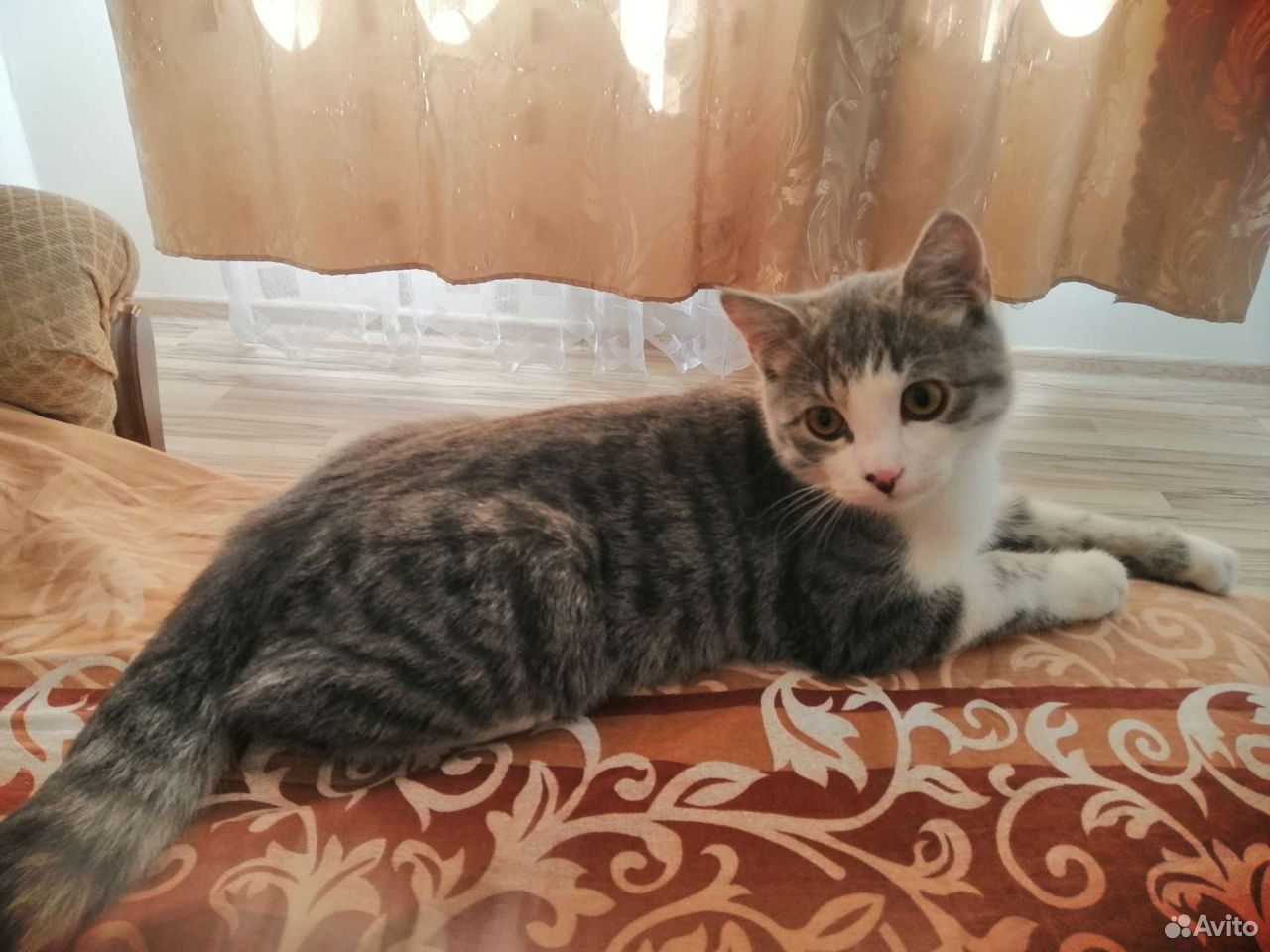 Кошек
