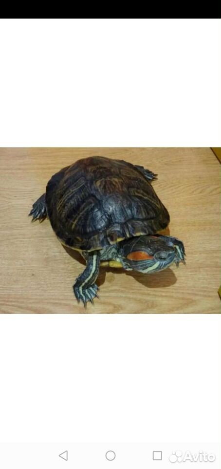 Черепаха красноухая