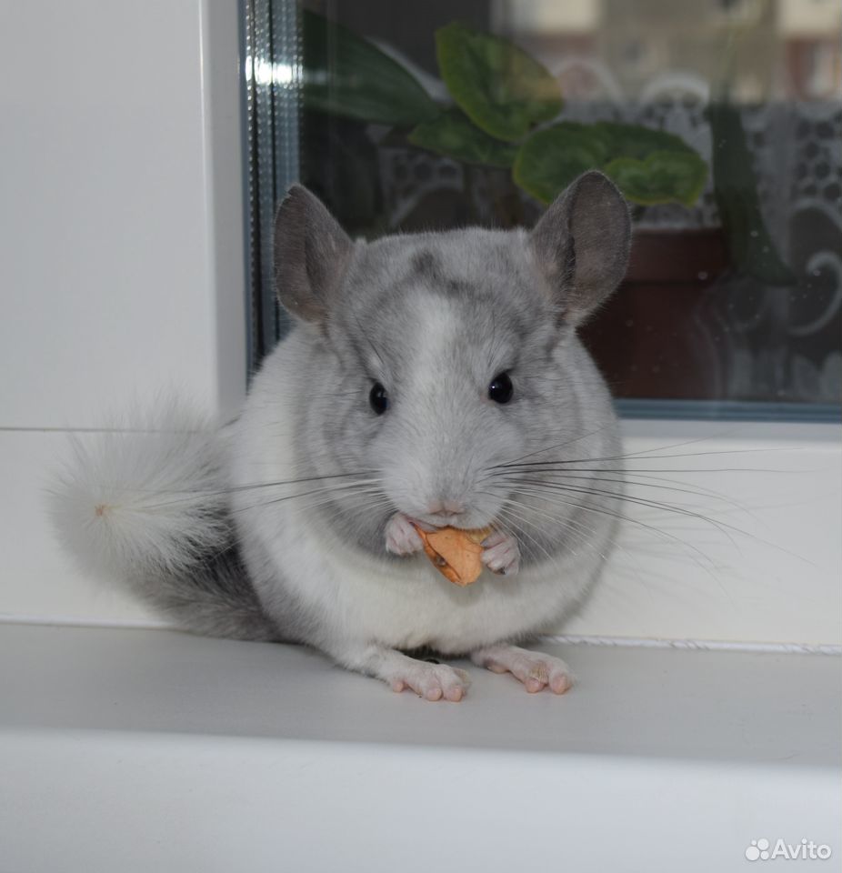 Шиншилла, девочка, 2,5 мес