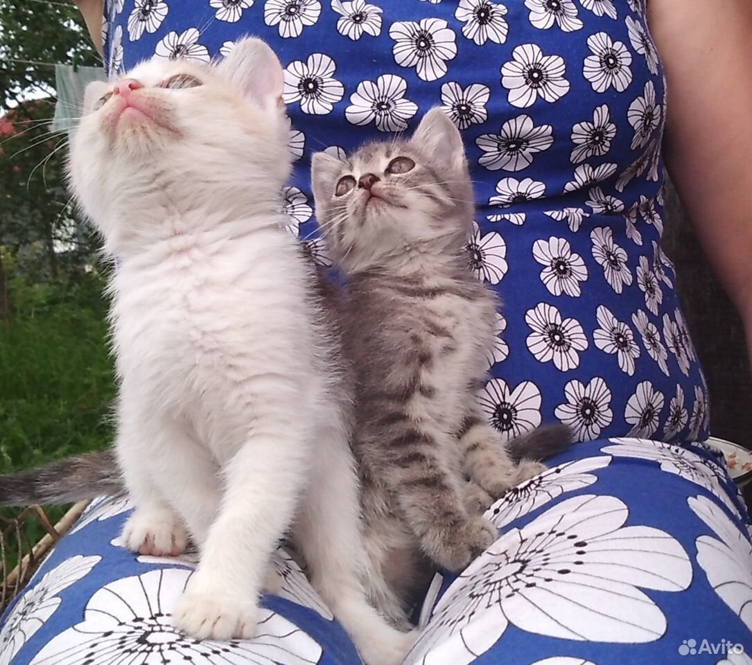 Симпатичные котята в добрые руки