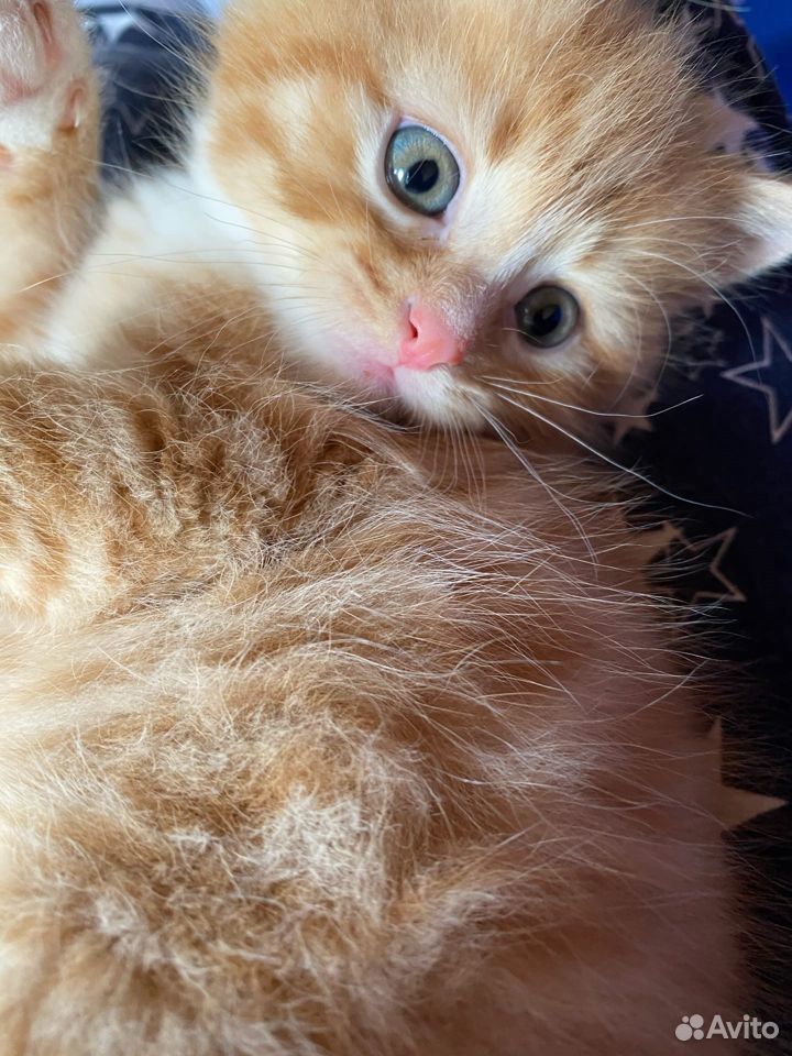 Рыжие красивые котята