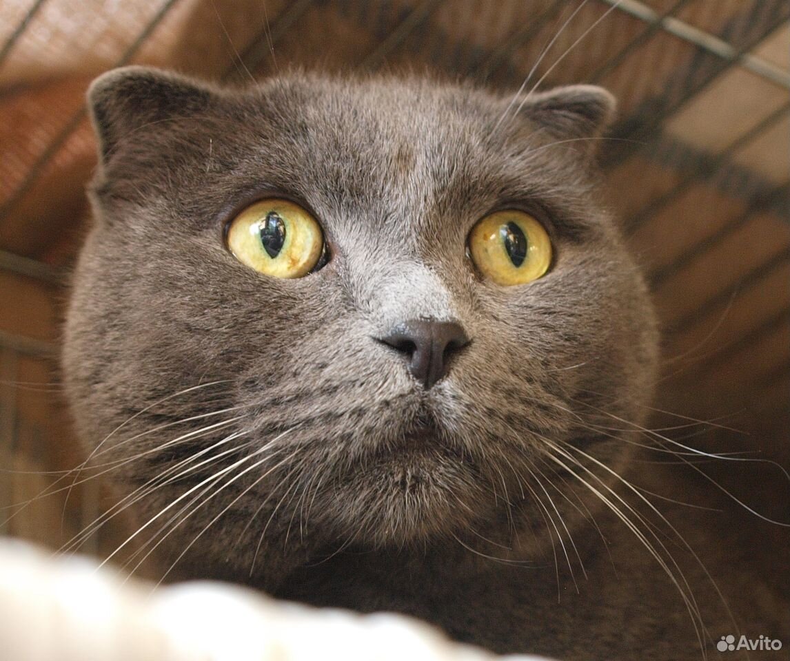 Голубой кот - шотландский кот Робин, 2 года