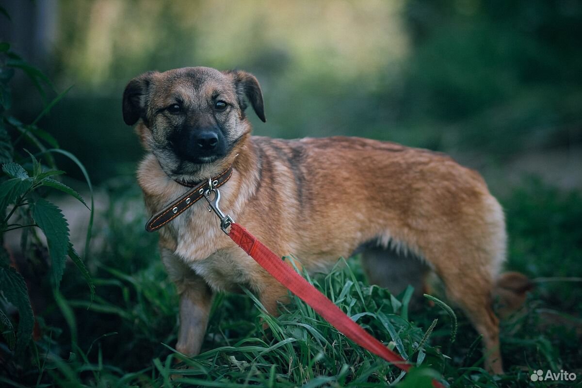 Мелкая молодая собачка Рыжуля в дар