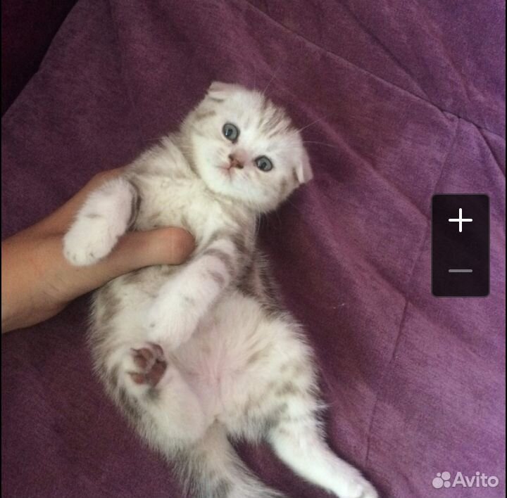 Британский котенок