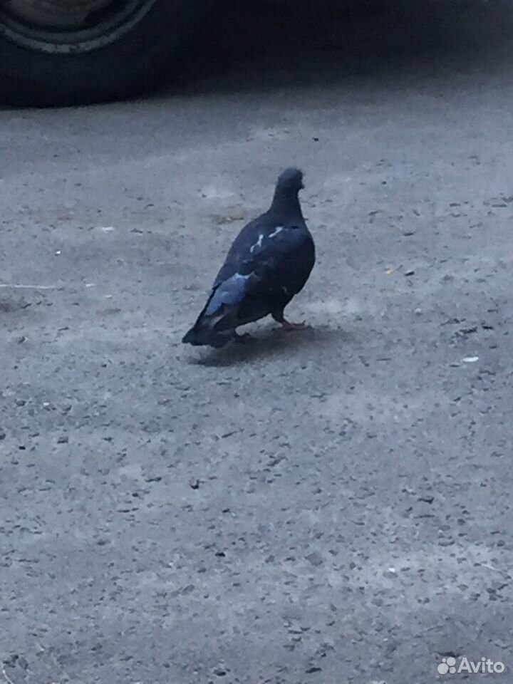 Голубь наташа