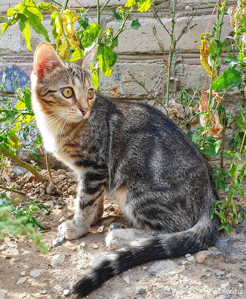Котёнок девочка бесплатно