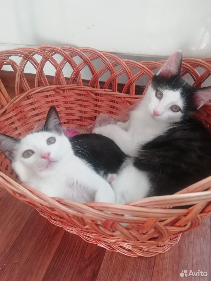 Котики-братишки ищут дом