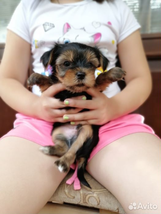 Мини-красавица йоркширского терьера