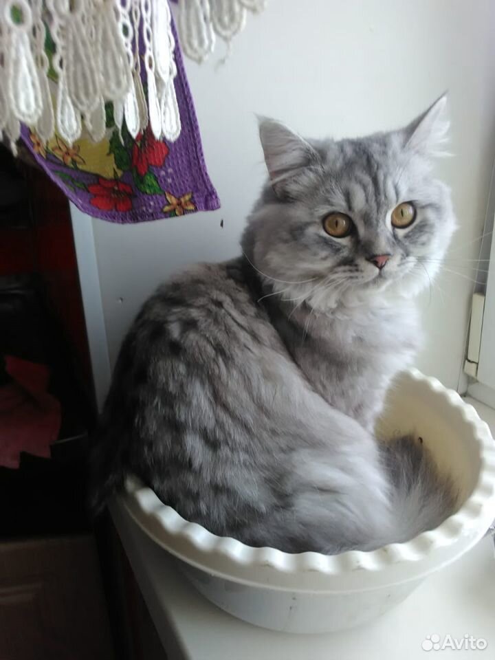 Шотландский кот вязка