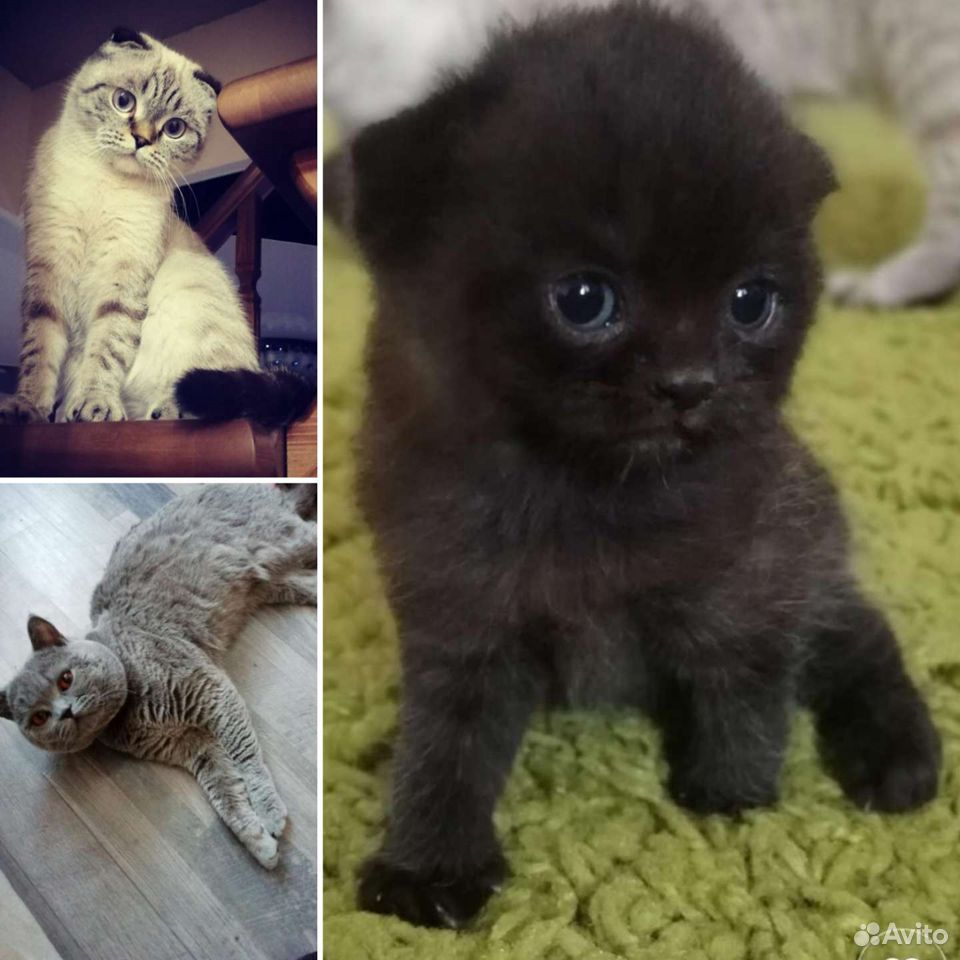 Шотландская киса