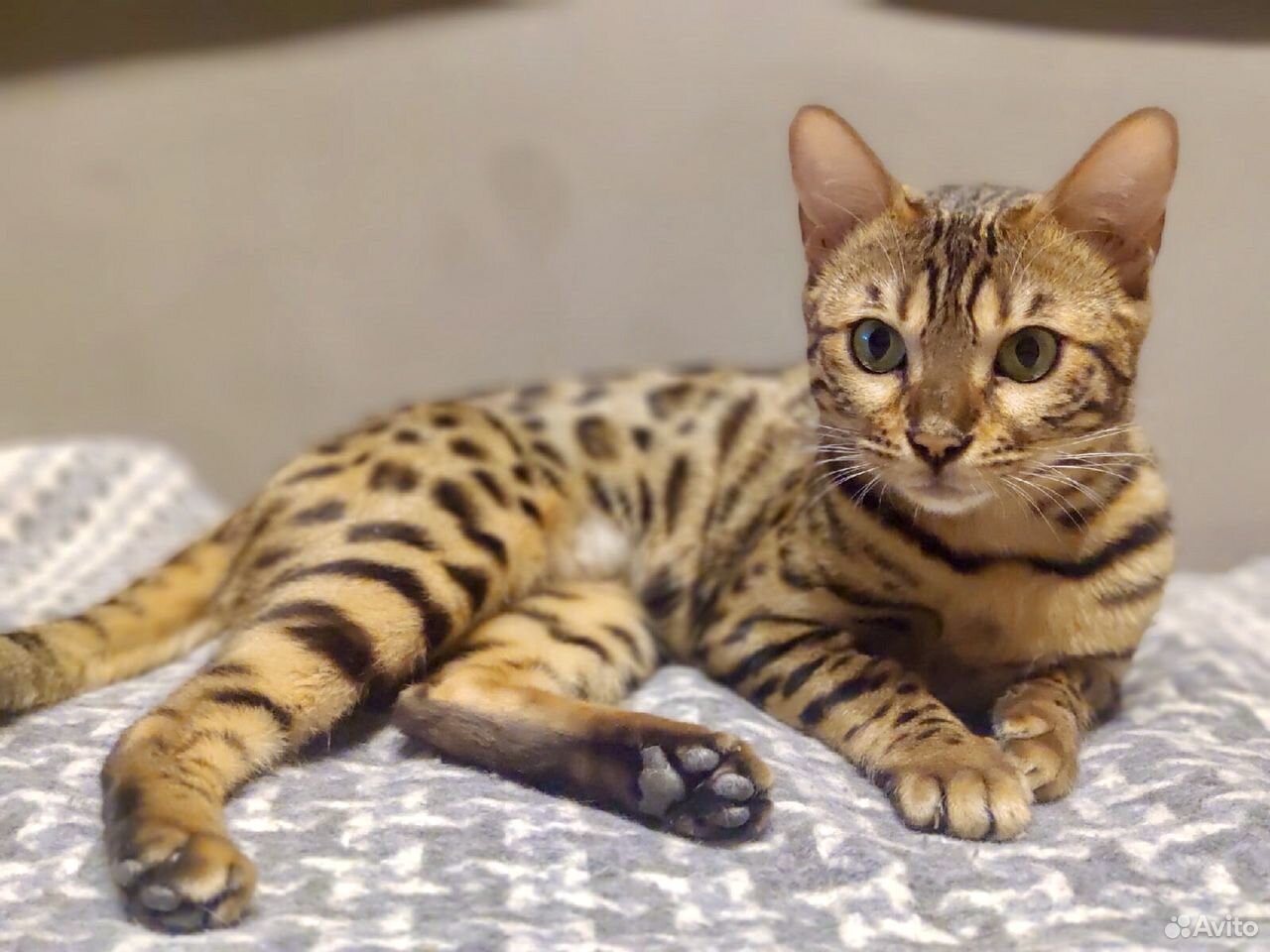 Бенгальская красавица Элли ищет дом