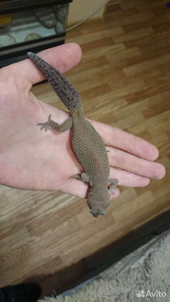 Эублефар обмен