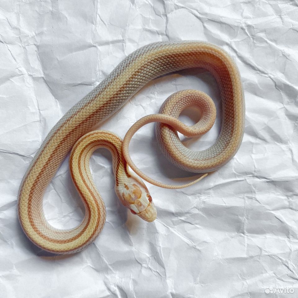 Маисовый полоз sulfur stripe