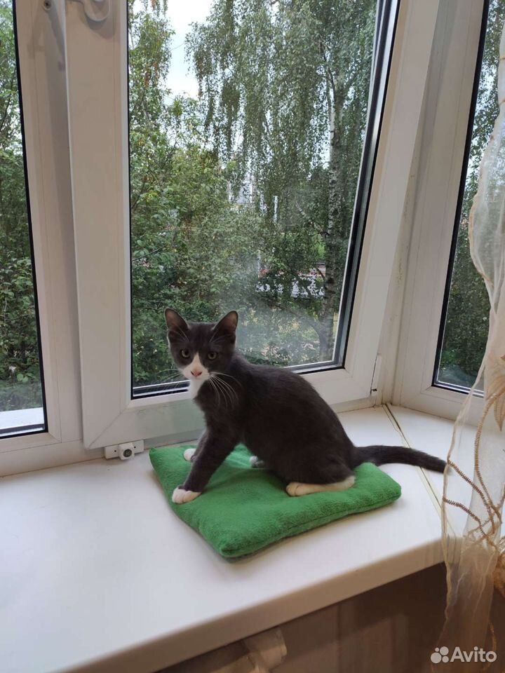 Серый котёнок ищет дом