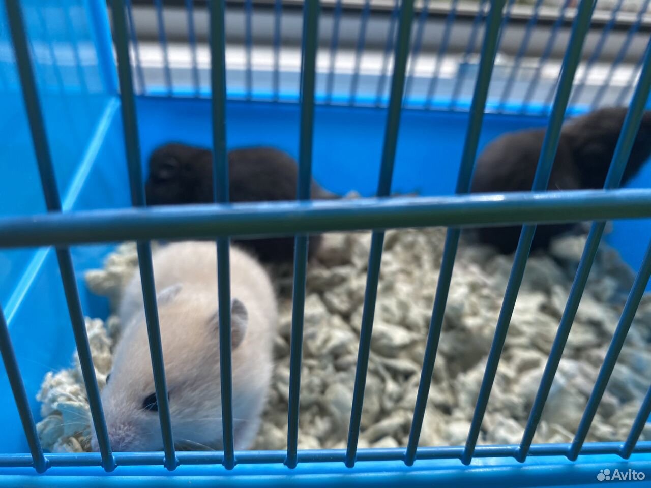 Сирийский хомяк в дар (не на корм)