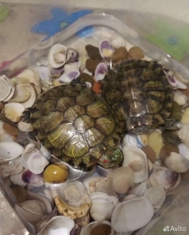 Черепаха водная