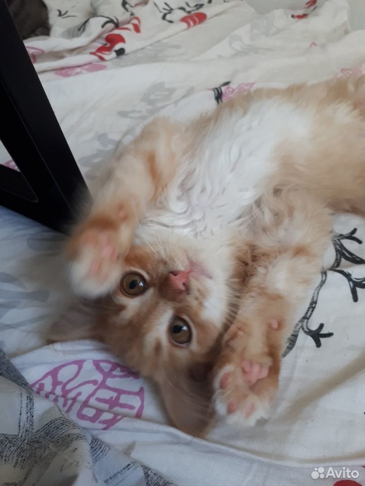 Очаровашка Мими ищет дом