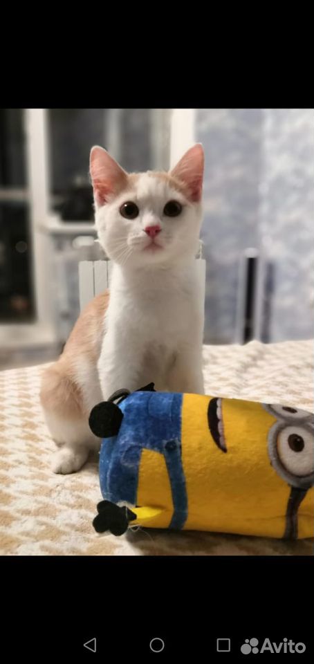 Котенок мальчик