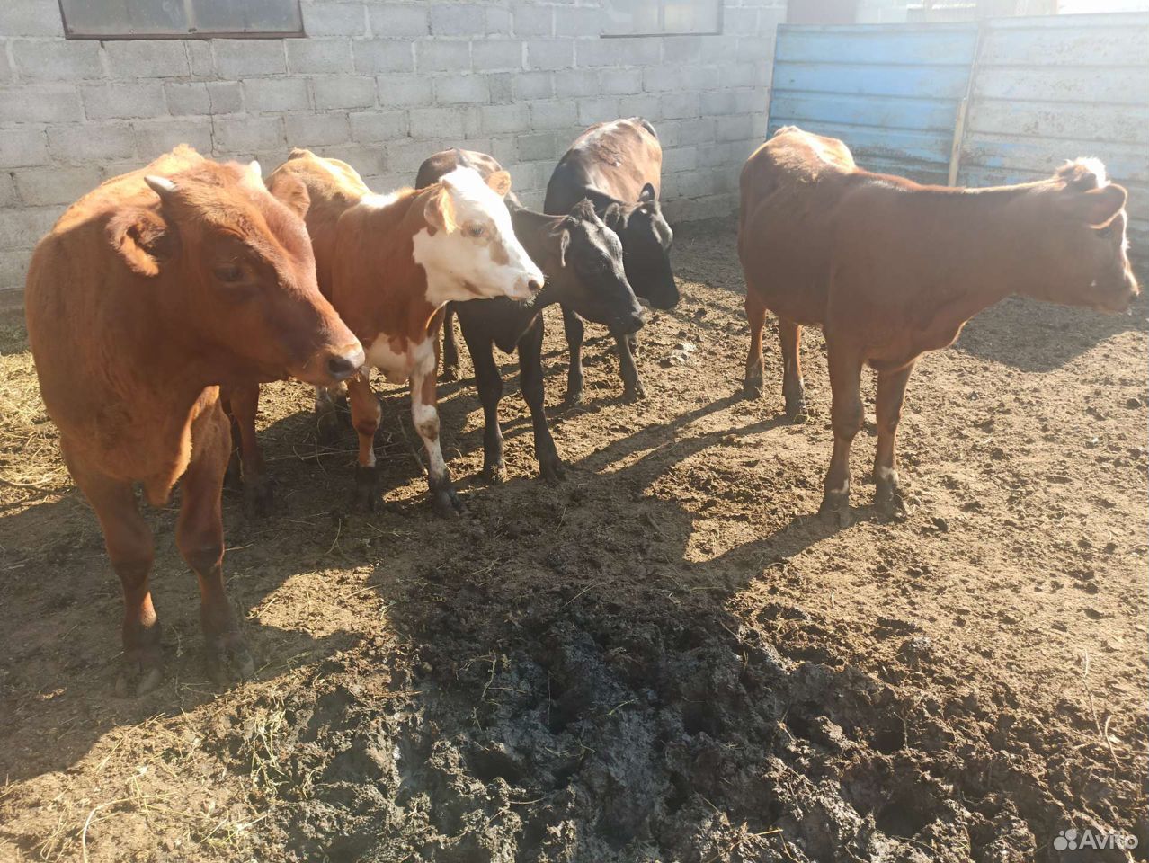 Телочки,бычки