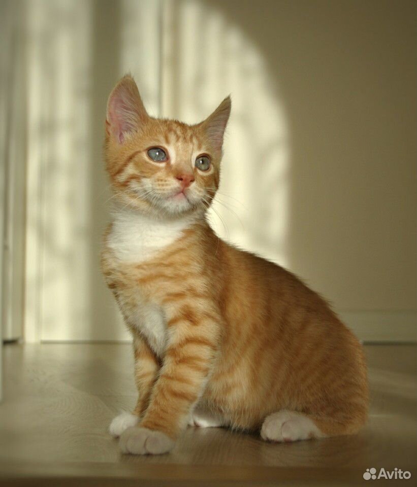 Космический котёнок Марсик ждёт вас