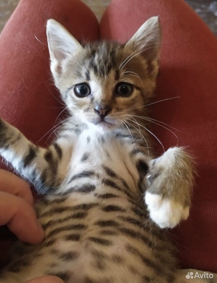 Котёнок ищет друга