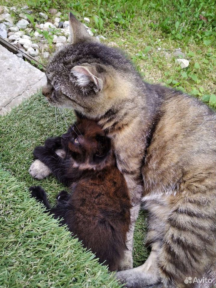 Отдам котенка в добрые руки