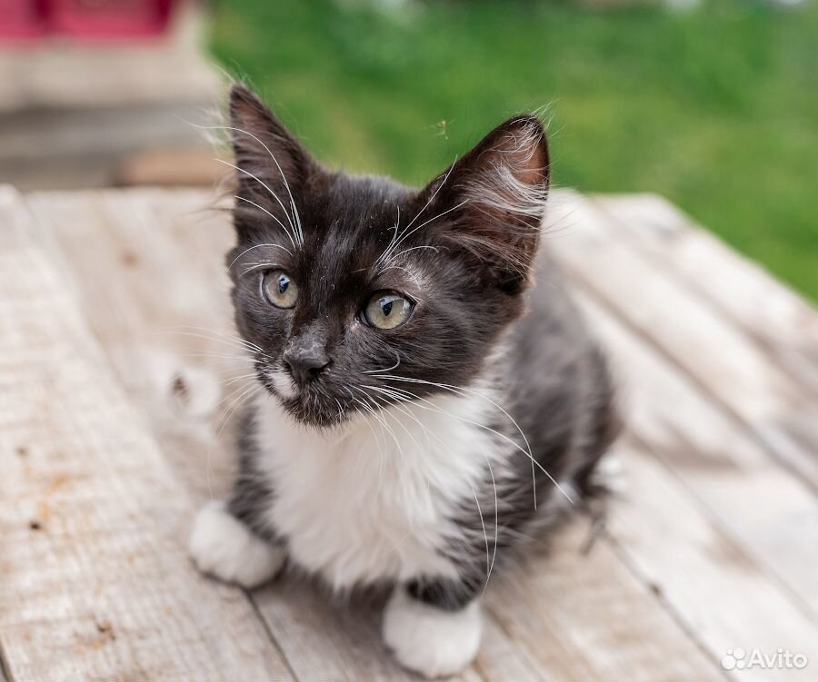 Котенок Изюмчик ищет дом