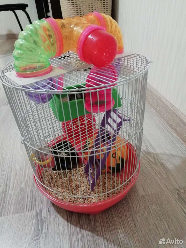 Хомяк