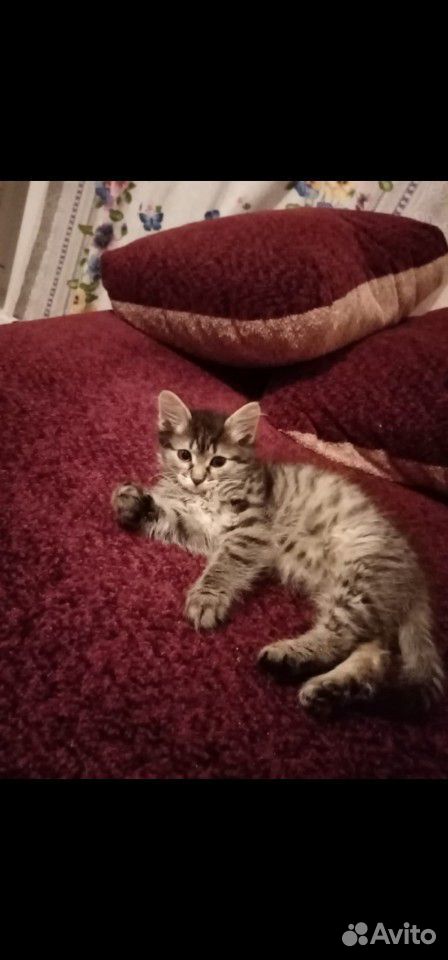 Кошка