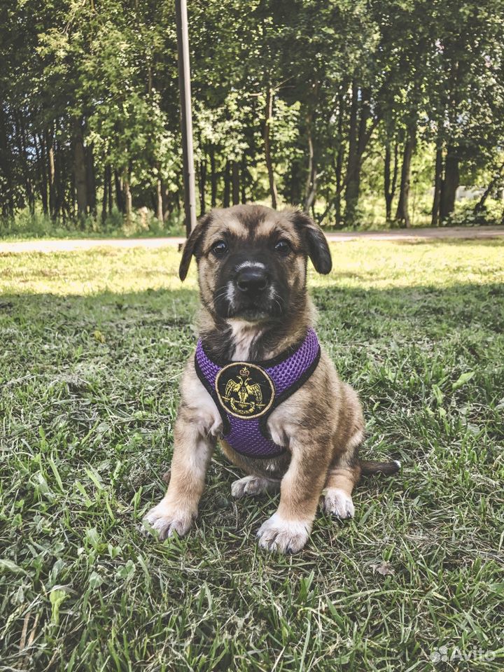 Собака (щенок) в дар