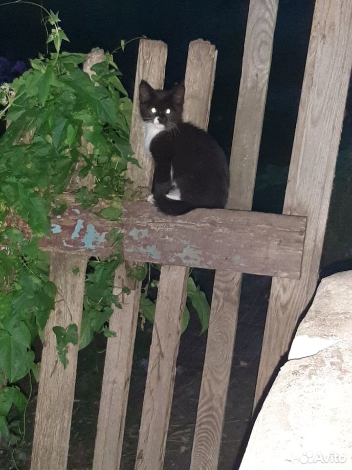 Маленький мурлыка ищет дом