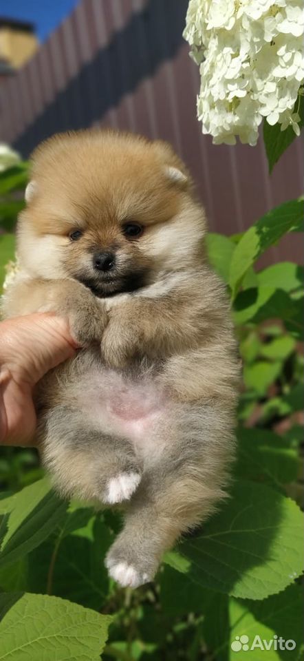 Девочка шпиц