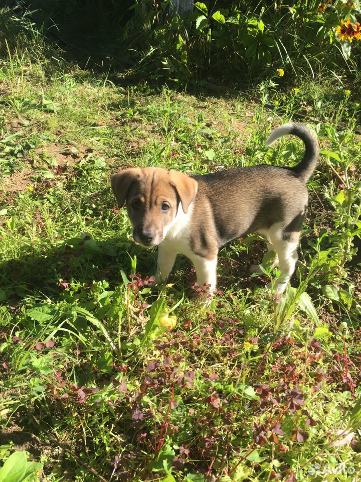 Щенок метис