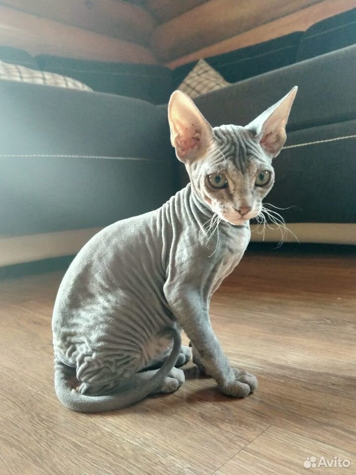 Донской сфинкс