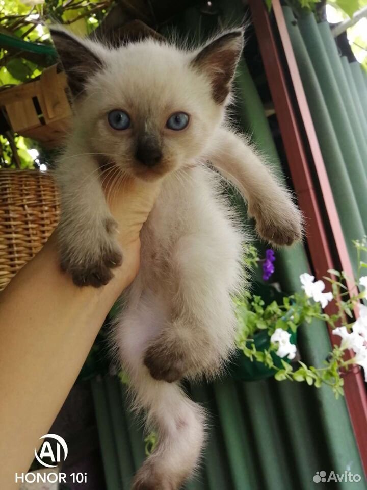 Котёнок