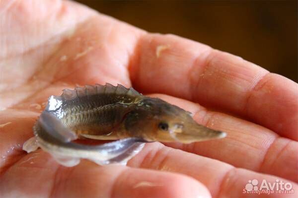 Малёк бестер (осетр)