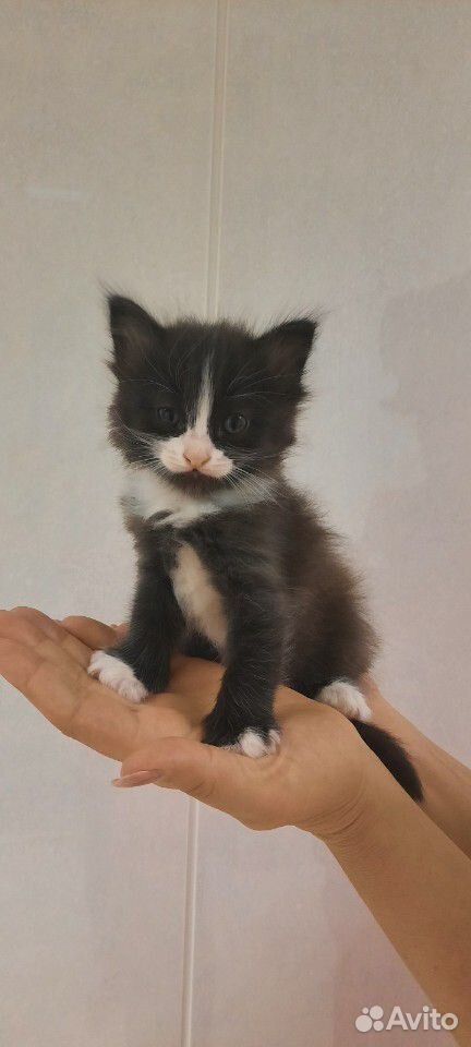 Котик в самые добрые руки