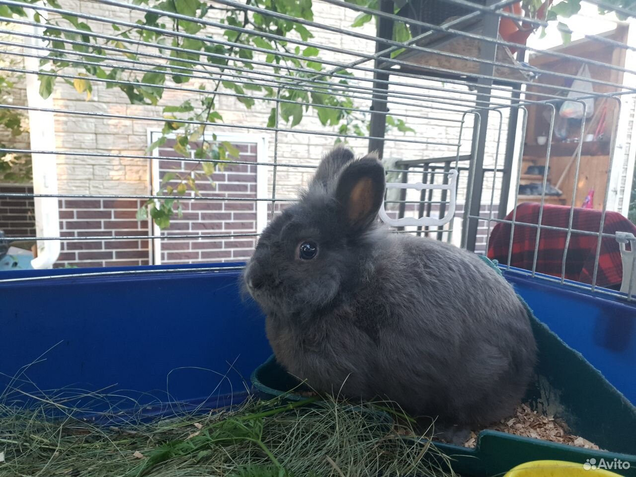 Отдадим в хорошие руки в дар кролика