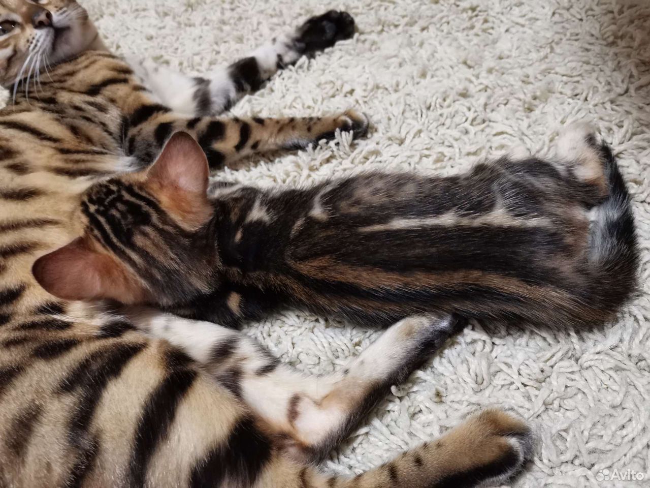 Бенгальская