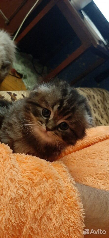 Шотландская