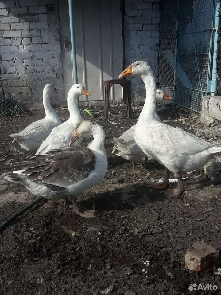 Гуси