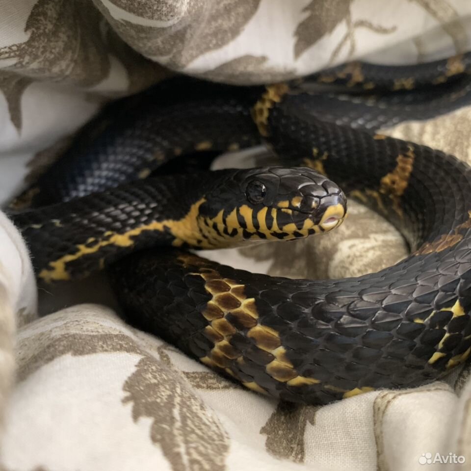 Пара амурских полозов