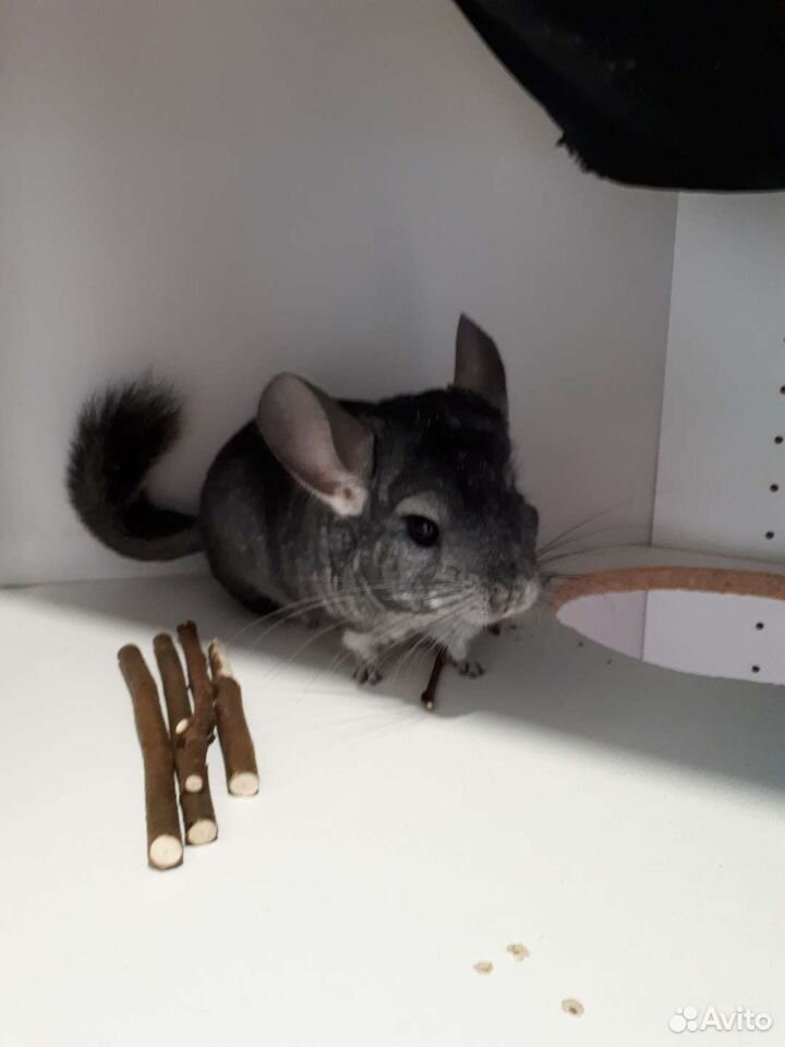 Шиншилла, отдадим в заботливые руки