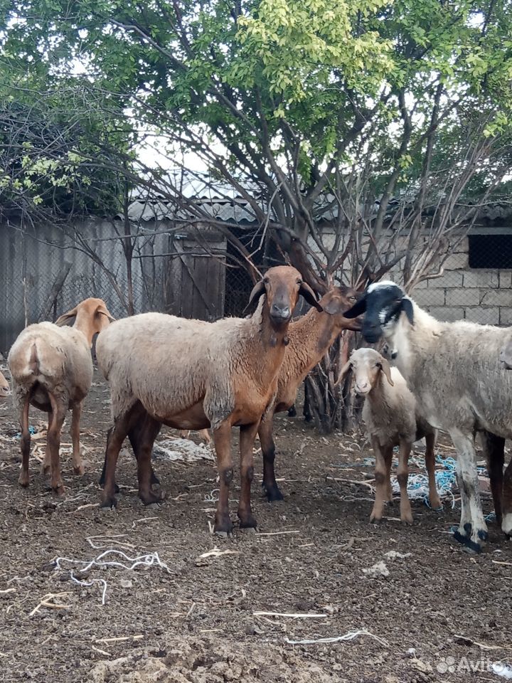 Курдючные бараны и овцы