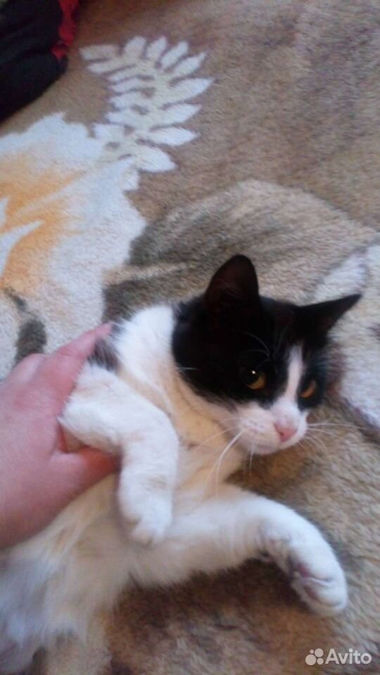 Ласковая кошечка Мурка ищет дом